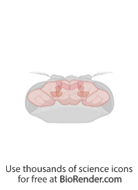 Free Drosophila brain (dorsoposterior, on head) Icons, Symbols & Images ...