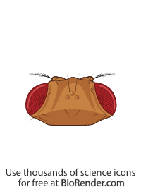 Free Drosophila head (dorsoposterior head) Icons, Symbols & Images ...