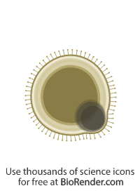 Free Retinal organoid Icons, Symbols & Images | BioRender