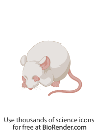 Free Mouse (grooming) Icons, Symbols & Images | BioRender