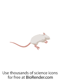 Free Mouse (dead) Icons, Symbols & Images | BioRender