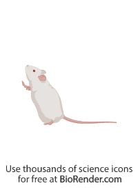 Free Mouse (standing, obese) Icons, Symbols & Images | BioRender