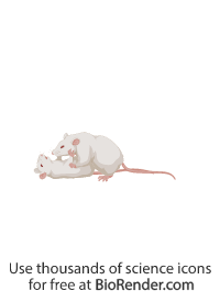 Free Fighting mice Icons, Symbols & Images | BioRender