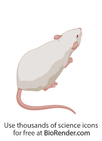 Free Mouse (posterior turn) Icons, Symbols & Images | BioRender