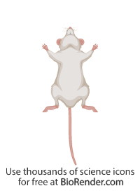 Free Mouse (supine) Icons, Symbols & Images | BioRender