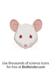 Free Mouse head (anterior) Icons, Symbols & Images | BioRender