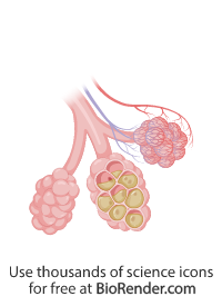 Free Alveoli (with mucous) Icons, Symbols & Images | BioRender