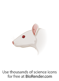 Free Rat head (lateral) Icons, Symbols & Images | BioRender