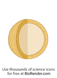 Free Spheroid (3D, cross-section) Icons, Symbols & Images | BioRender