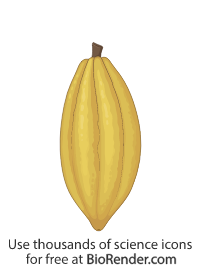 Free Cacao fruit Icons, Symbols & Images | BioRender