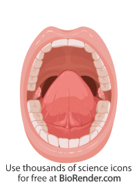 Free Gingival Epithelium Icons, Symbols & Images | BioRender