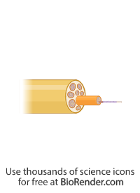 Free Peripheral nerve layers Icons, Symbols & Images | BioRender