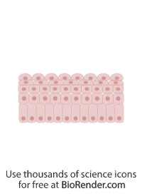 Free Transitional epithelium Icons, Symbols & Images | BioRender