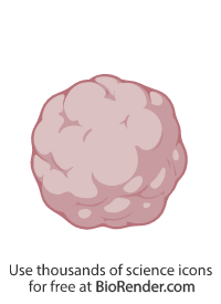 Free Brain organoid (cortical) Icons, Symbols & Images | BioRender