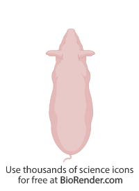 Free Pig (dorsal) Icons, Symbols & Images | BioRender