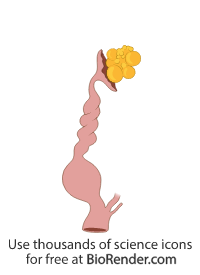 Free Bird reproductive system (female) Icons, Symbols & Images | BioRender