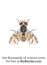 Free Mediterranean Fruit fly Male (Ceratitis capitata) Icons, Symbols ...