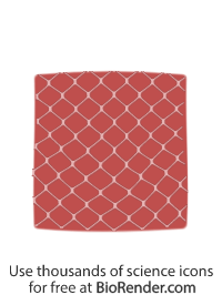 Free Skin mesh Icons, Symbols & Images | BioRender