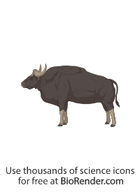Free Indian bison (Bos gaurus) Icons, Symbols & Images | BioRender