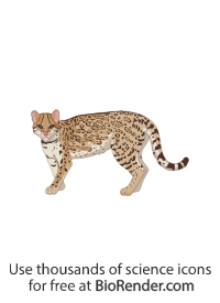 Free Ocelot (Leopardus pardalis) Icons, Symbols & Images | BioRender