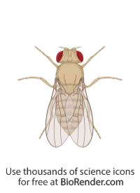 Free Drosophila (dorsal, female, white) Icons, Symbols & Images | BioRender