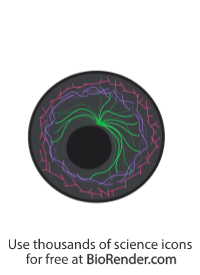 Free Cytoskeleton (on cell, fluorescent) Icons, Symbols & Images ...