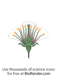 Free Almond Flower (cross section) Icons, Symbols & Images | BioRender