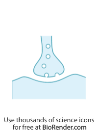 Free Synaptic cleft vertical Icons, Symbols & Images | BioRender