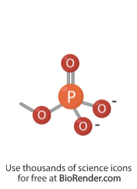 Free Phosphate Icons, Symbols & Images | BioRender