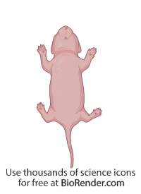 Free Mouse pup (ventral) Icons, Symbols & Images | BioRender