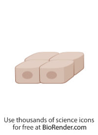 Free Epithelium (simple, cuboidal, 2x2) Icons, Symbols & Images | BioRender