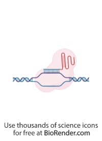 Free CRISPRi Icons, Symbols & Images | BioRender