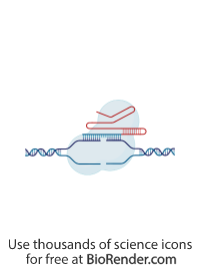 Free CRISPR KO Icons, Symbols & Images | BioRender