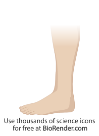 Free Lower leg (lateral) Icons, Symbols & Images | BioRender