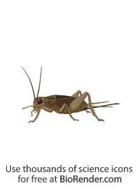 Free House Cricket (Acheta domesticus) Icons, Symbols & Images | BioRender