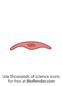 Free Cardiac endothelial cell Icons, Symbols & Images | BioRender