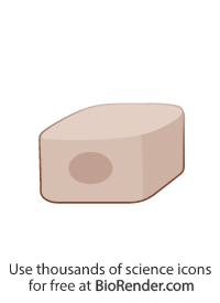 Free Epithelial Cells Icons, Symbols & Images | BioRender