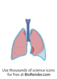 Free Lungs (pleural effusion) Icons, Symbols & Images | BioRender