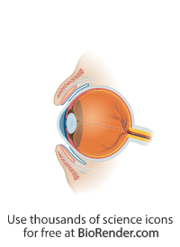 Free Eye (sagittal with contracted eyelids) Icons, Symbols & Images ...