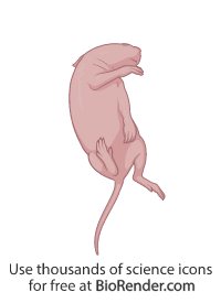 Free Mouse pup (righting reflex) Icons, Symbols & Images | BioRender