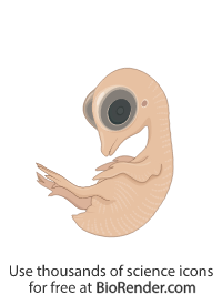Free Chicken (10 day embryo) Icons, Symbols & Images | BioRender