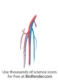 Free Vasculature (thigh) Icons, Symbols & Images | BioRender