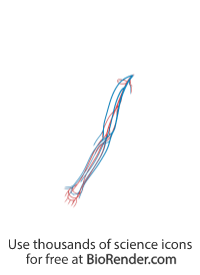 Free Vasculature (upper limb) Icons, Symbols & Images | BioRender