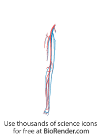 Free Vasculature (lower limb) Icons, Symbols & Images | BioRender