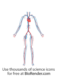 Free Circulatory system (femoral arteriovenous loop) Icons, Symbols ...