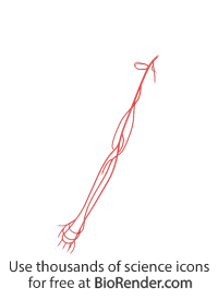 Free Arteries (upper limb) Icons, Symbols & Images | BioRender