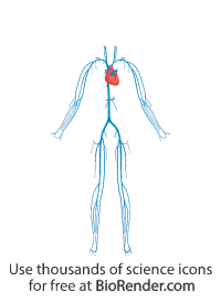 Free Venous system Icons, Symbols & Images | BioRender