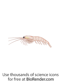 Free Antarctic Krill (Euphausia superba) Icons, Symbols & Images ...