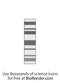 Free 1DE blot Icons, Symbols & Images | BioRender