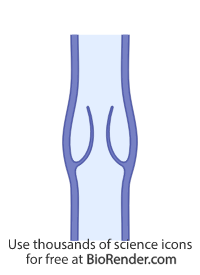 Free Venous valve (open) Icons, Symbols & Images | BioRender